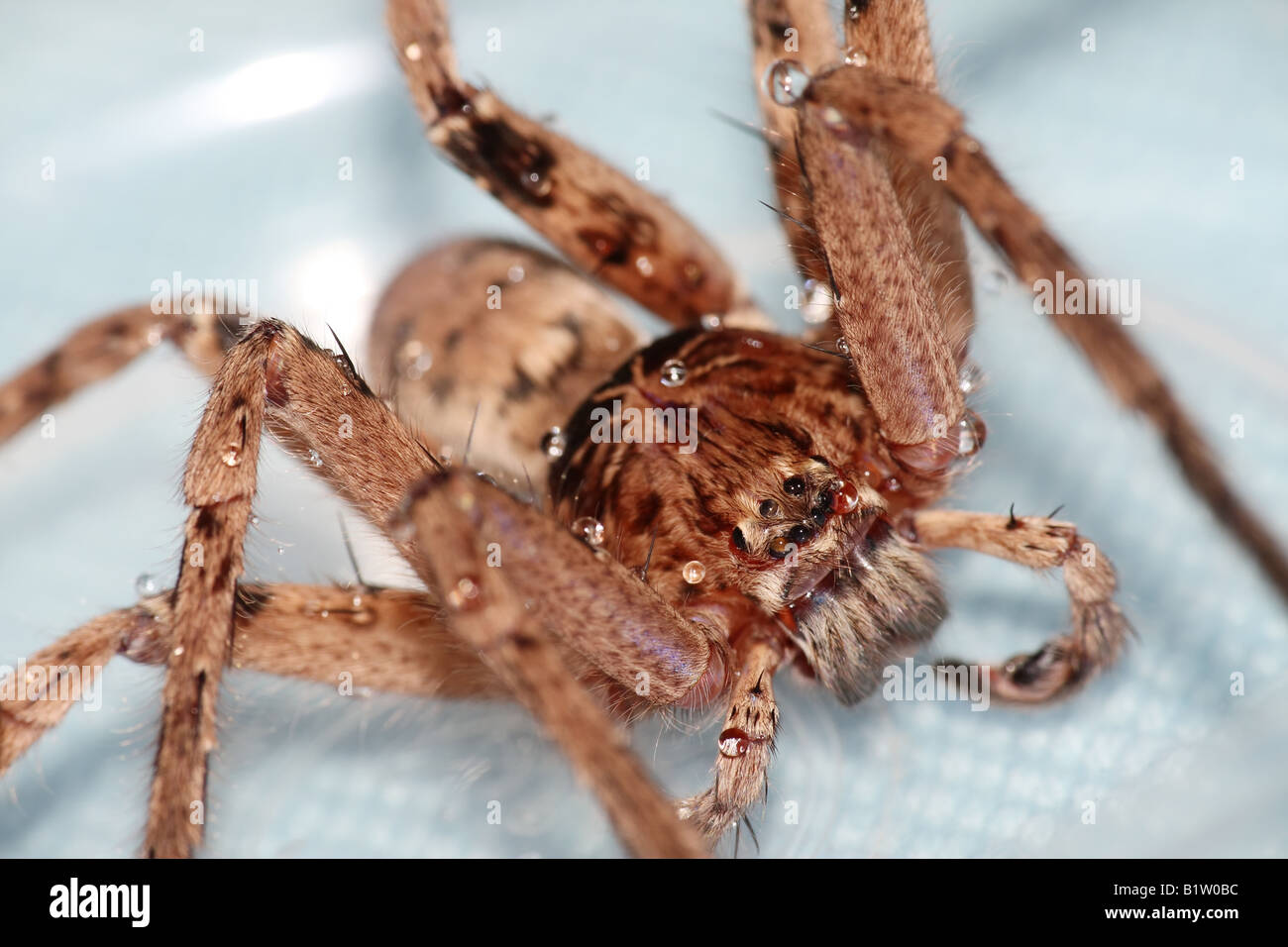 Australian spiders hi-res stock photography and images - Alamy