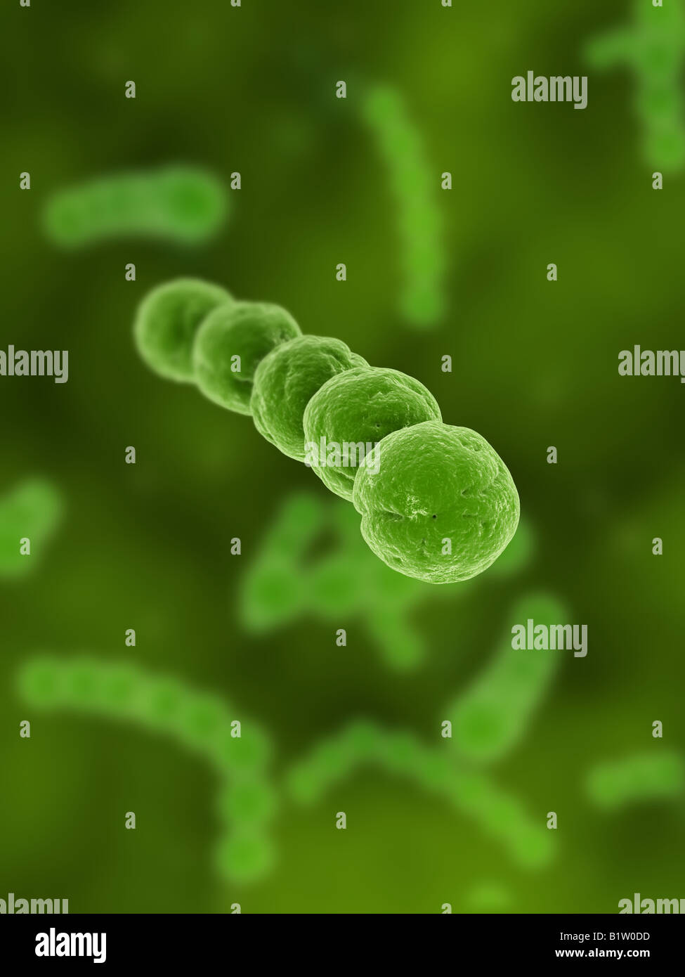 Bacterium streptococcus hi-res stock photography and images - Alamy