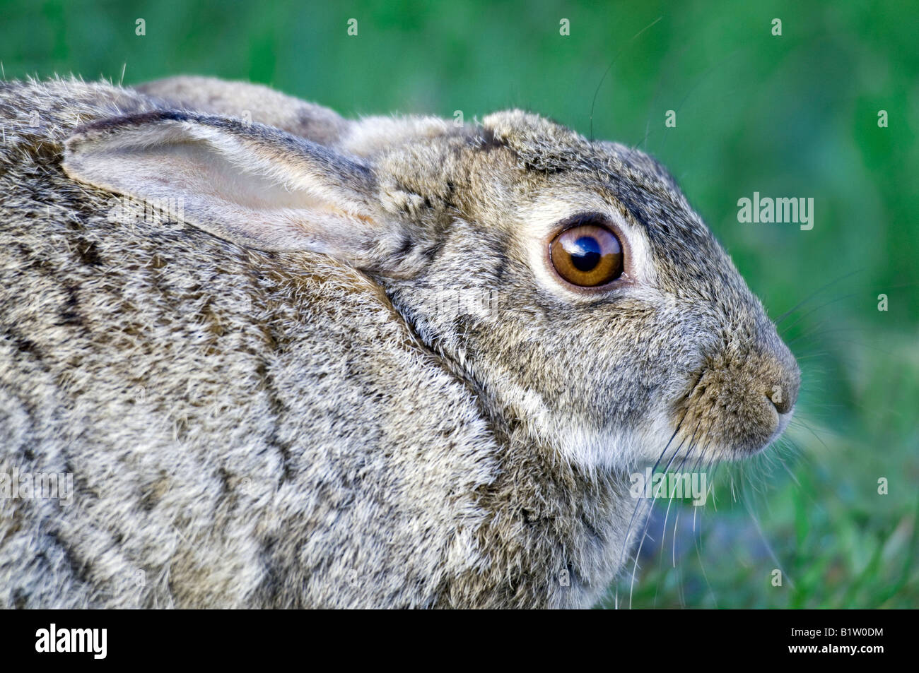 Island of islay rabbit hi-res stock photography and images - Alamy
