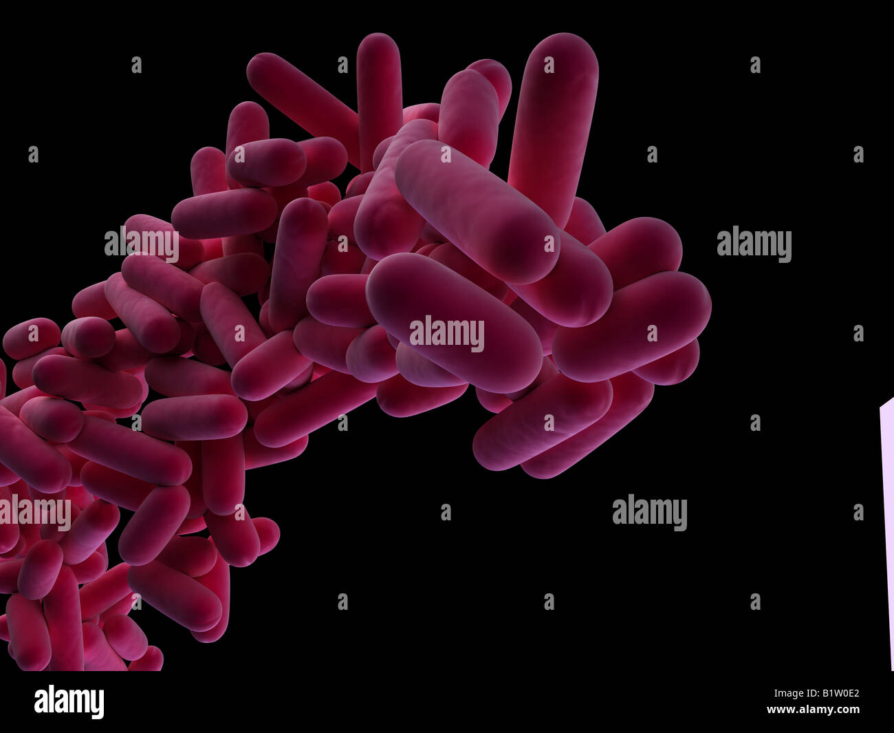 Legionella bacteria hi-res stock photography and images - Alamy