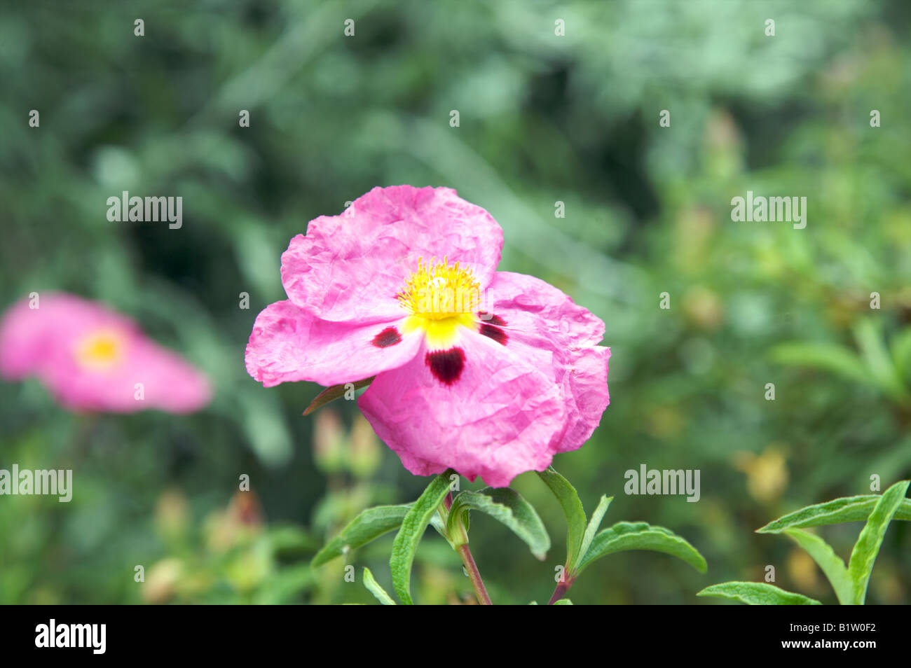 ROCK ROSE SUN ROSE PURPLE PINK FLOWERS WITH YELLOW STAMENS CISTUS ...