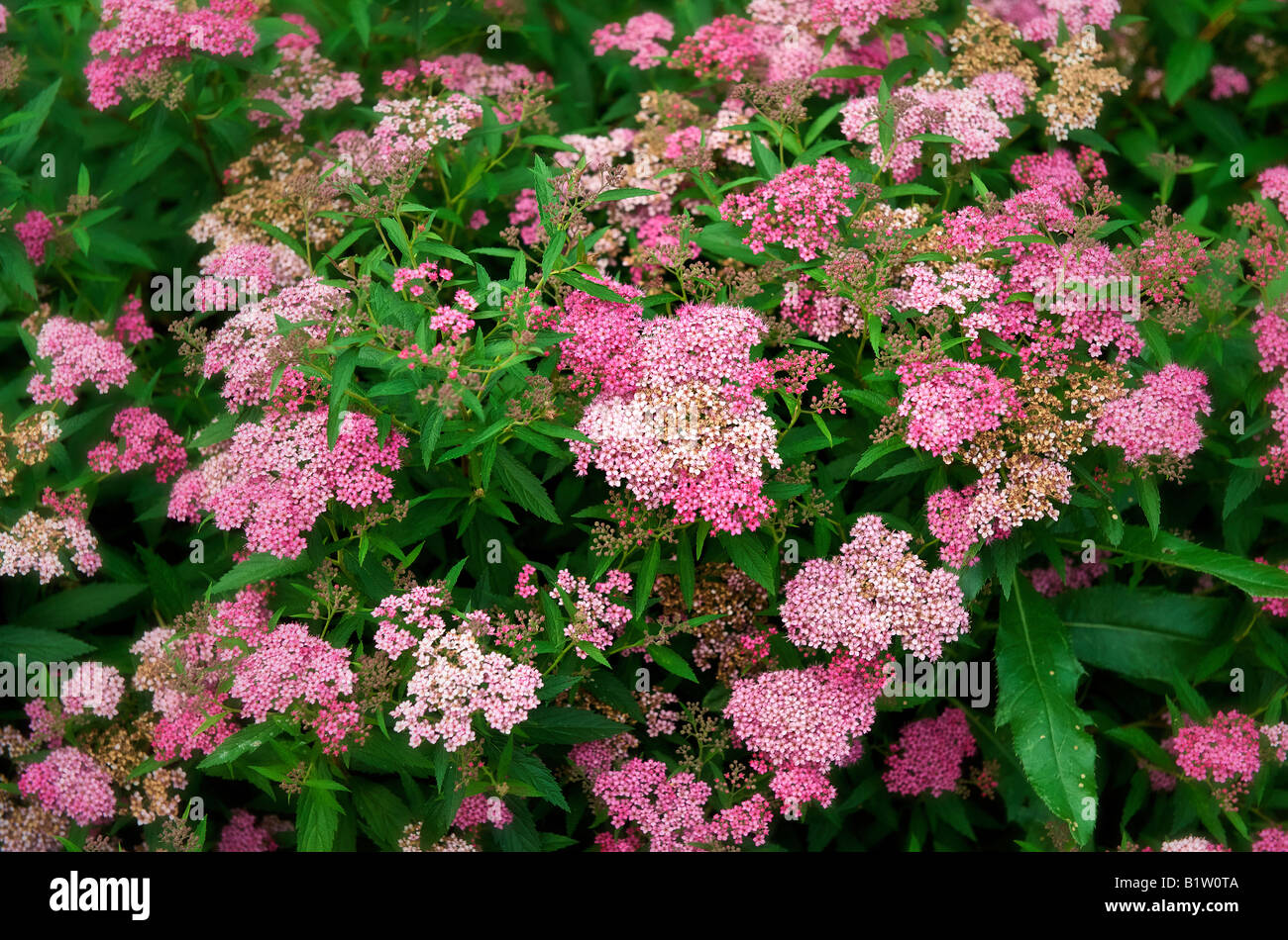 Perennial flowers in bloom Stock Photo - Alamy