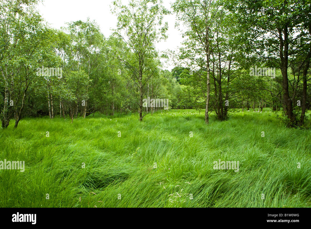 White Moss, Cumbria Stock Photo - Alamy