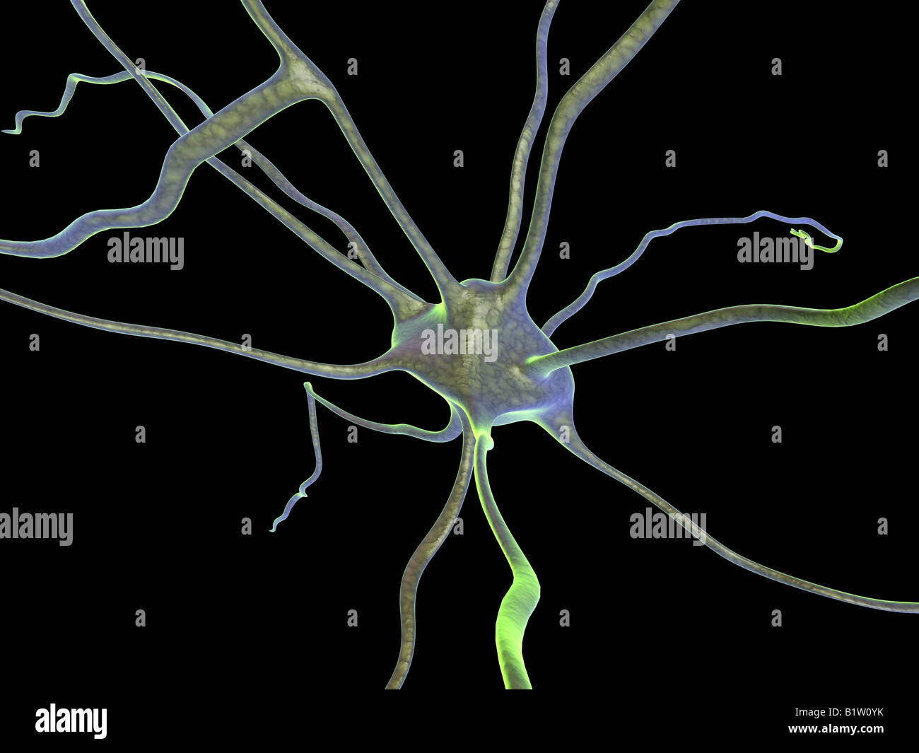 Nerve cell microscope hi-res stock photography and images - Alamy