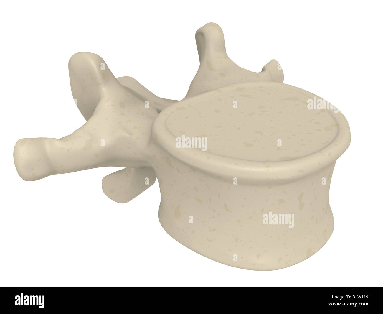 Human vertebrae hi-res stock photography and images - Alamy