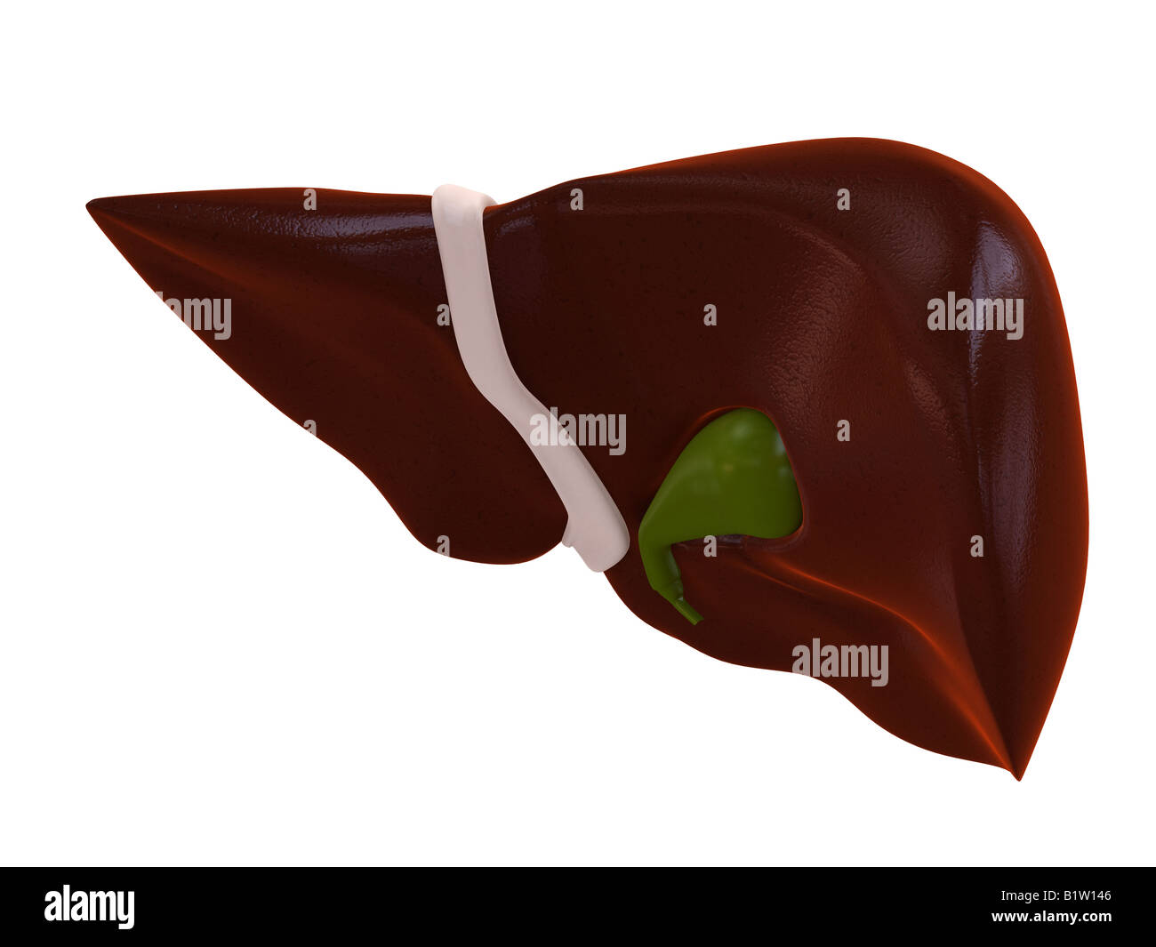 Human Liver Real
