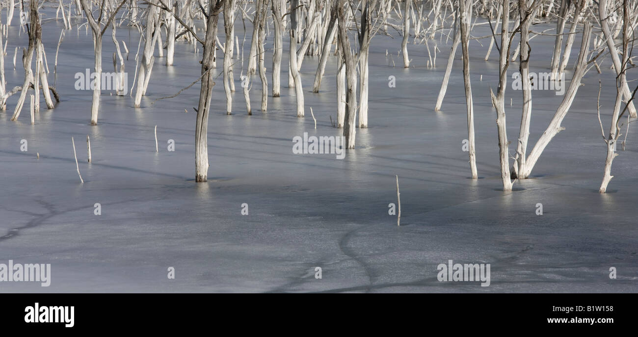 Canada Alberta Banff National Park dead trees on frozen lake Stock ...