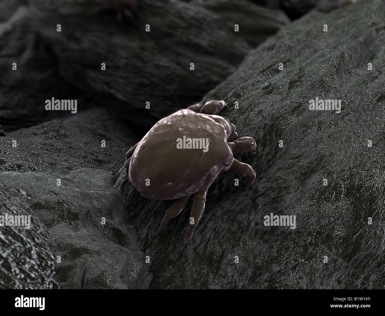 Acarine hi-res stock photography and images - Alamy