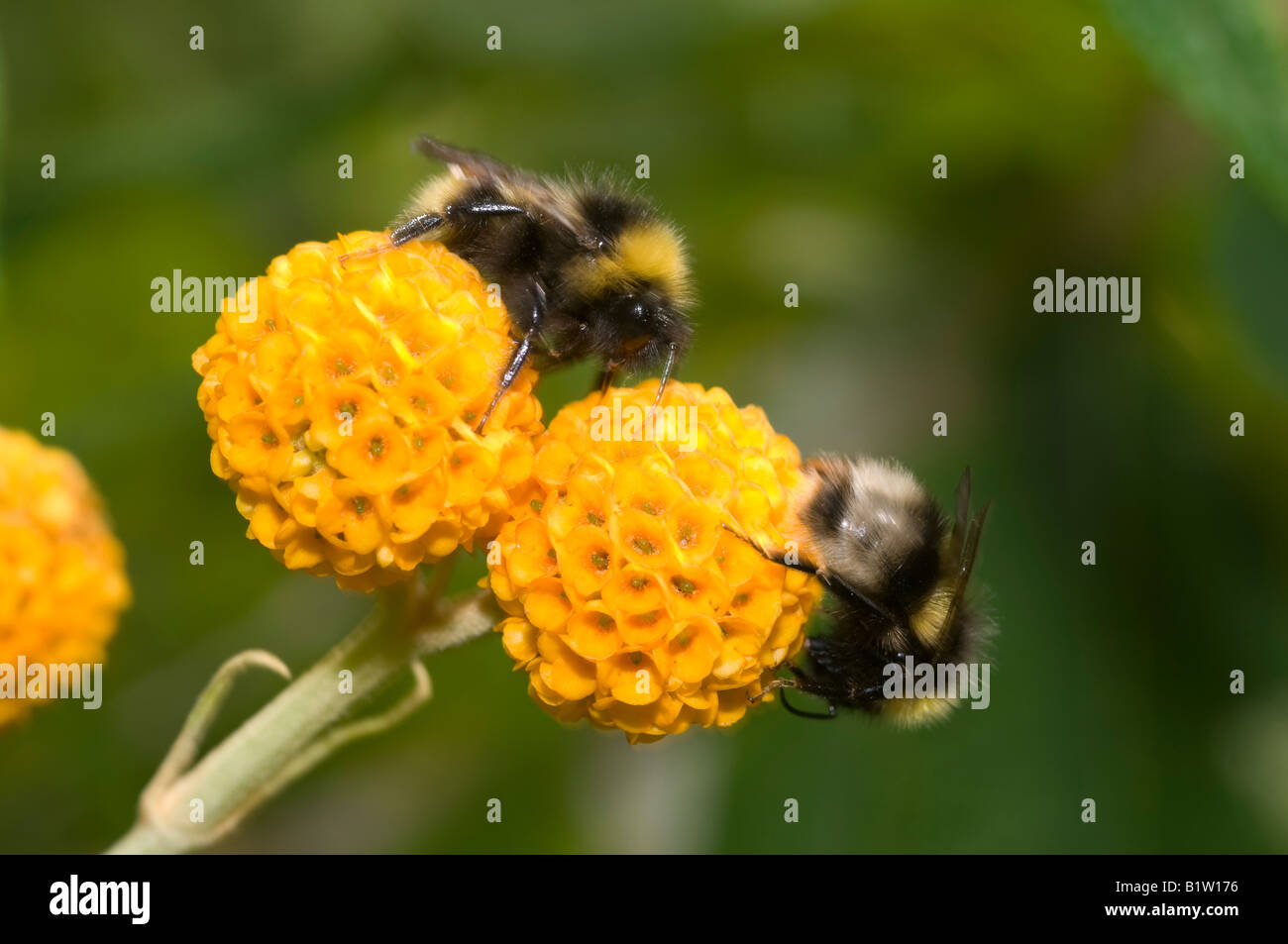 Bees on Buddleia globosa Stock Photo - Alamy