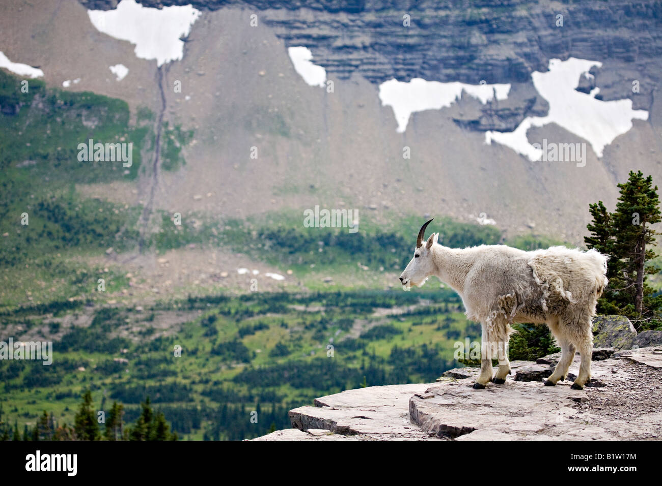A Rocky Mountain goat on cliff overlooking the Hidden Lake valley in ...