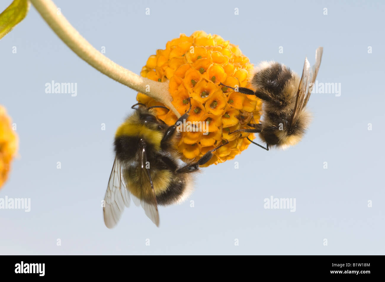 Bees on Buddleia globosa flower Stock Photo - Alamy