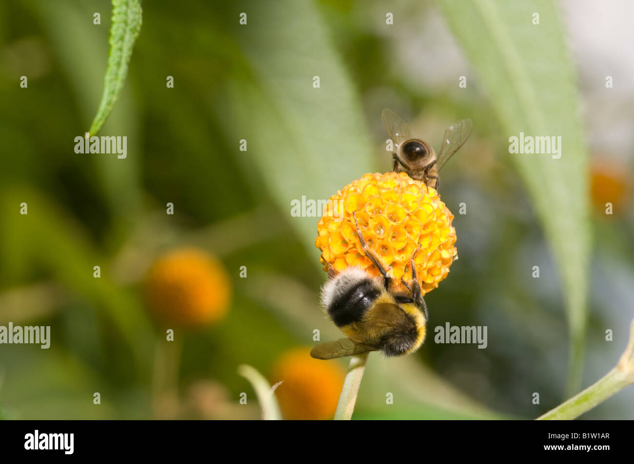 Buddleia Globosa Stock Photos & Buddleia Globosa Stock Images - Alamy