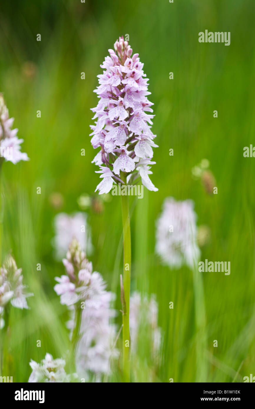 Early Marsh Orchid, Dactylorhiza incarnata Stock Photo - Alamy