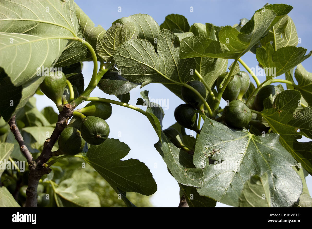 Figs growing on a tree Stock Photo - Alamy