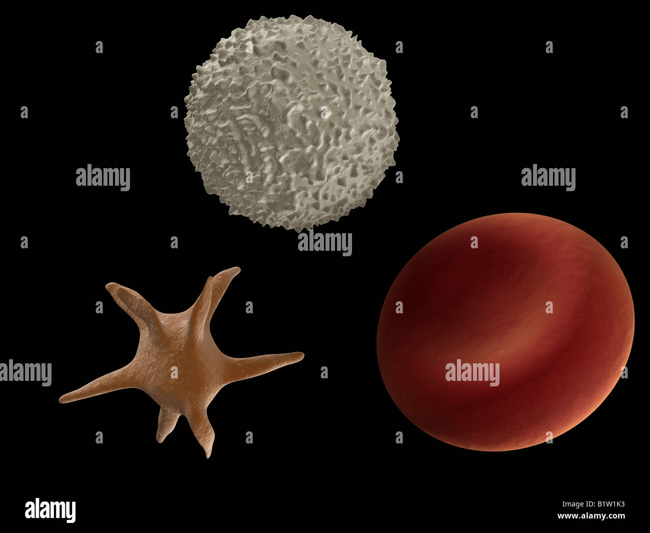 Blood platelet hi-res stock photography and images - Alamy