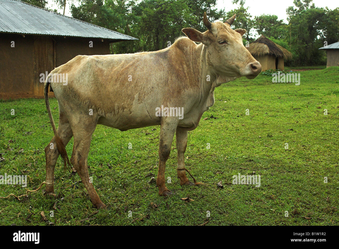 Side view of native traditional cow on grass outside hut Kenya Africa ...