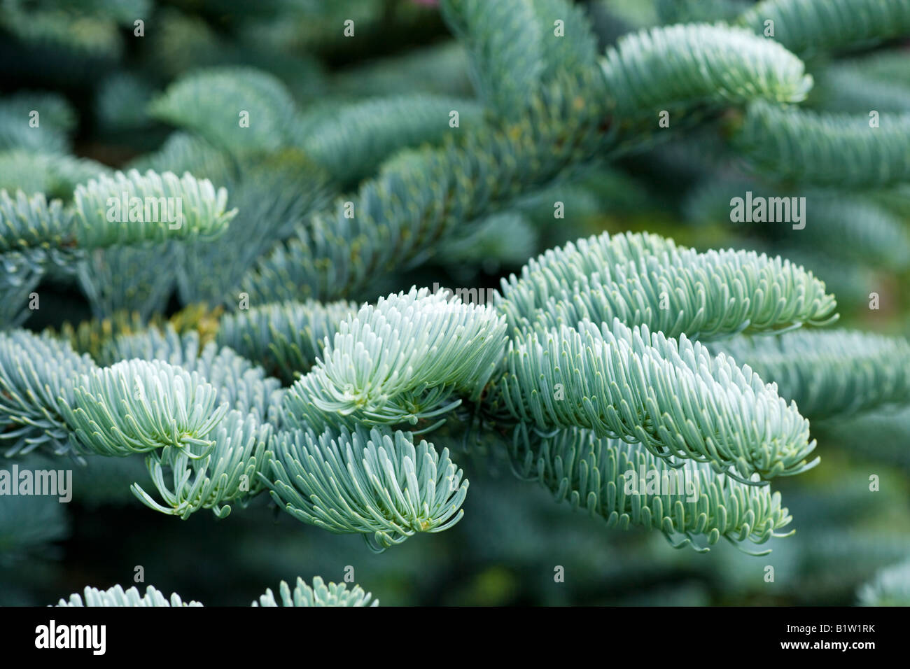 Pine. Abies procera 'Glauca prostrata' Stock Photo - Alamy