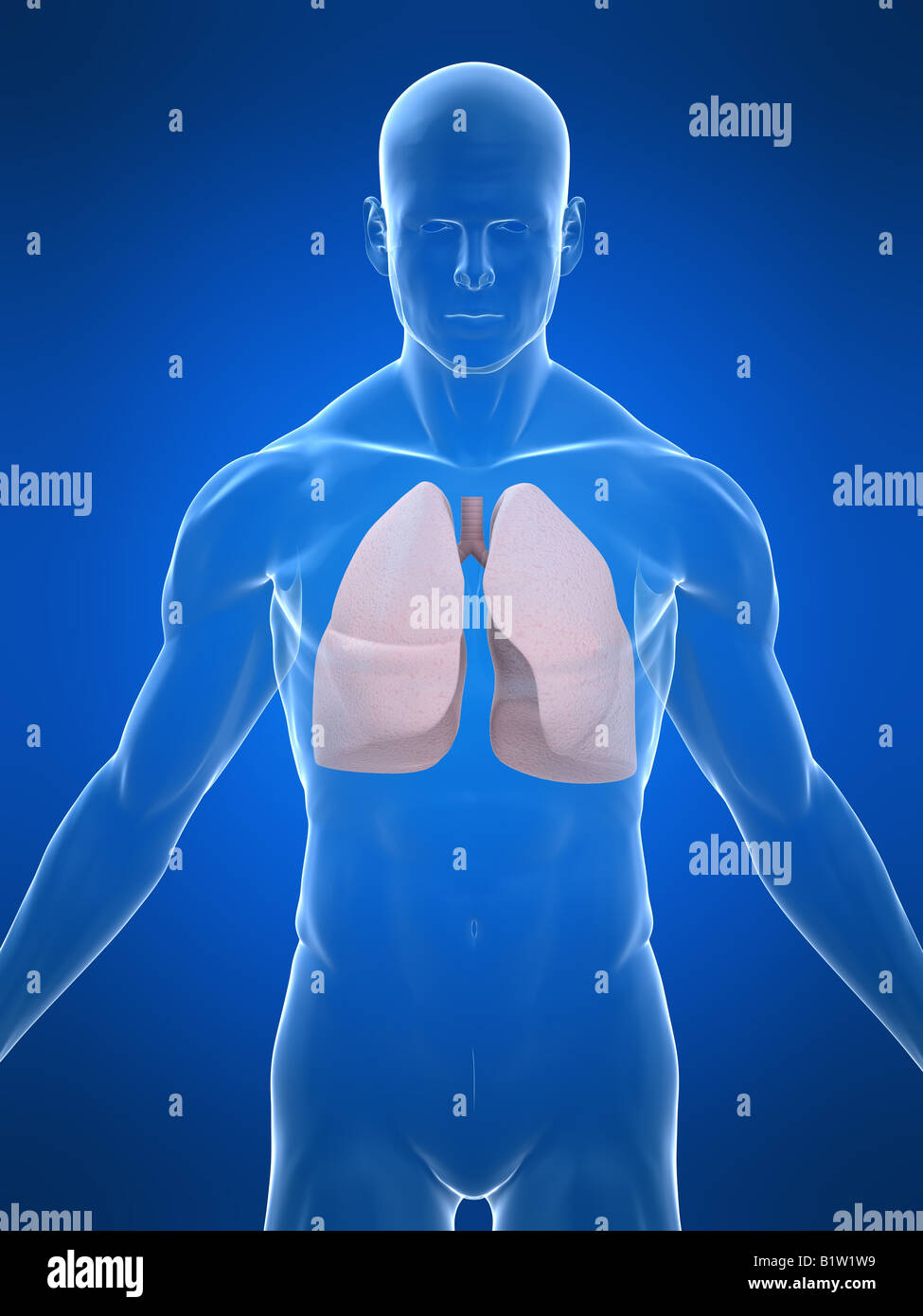 Healthy lung and cancer lung hi-res stock photography and images - Alamy