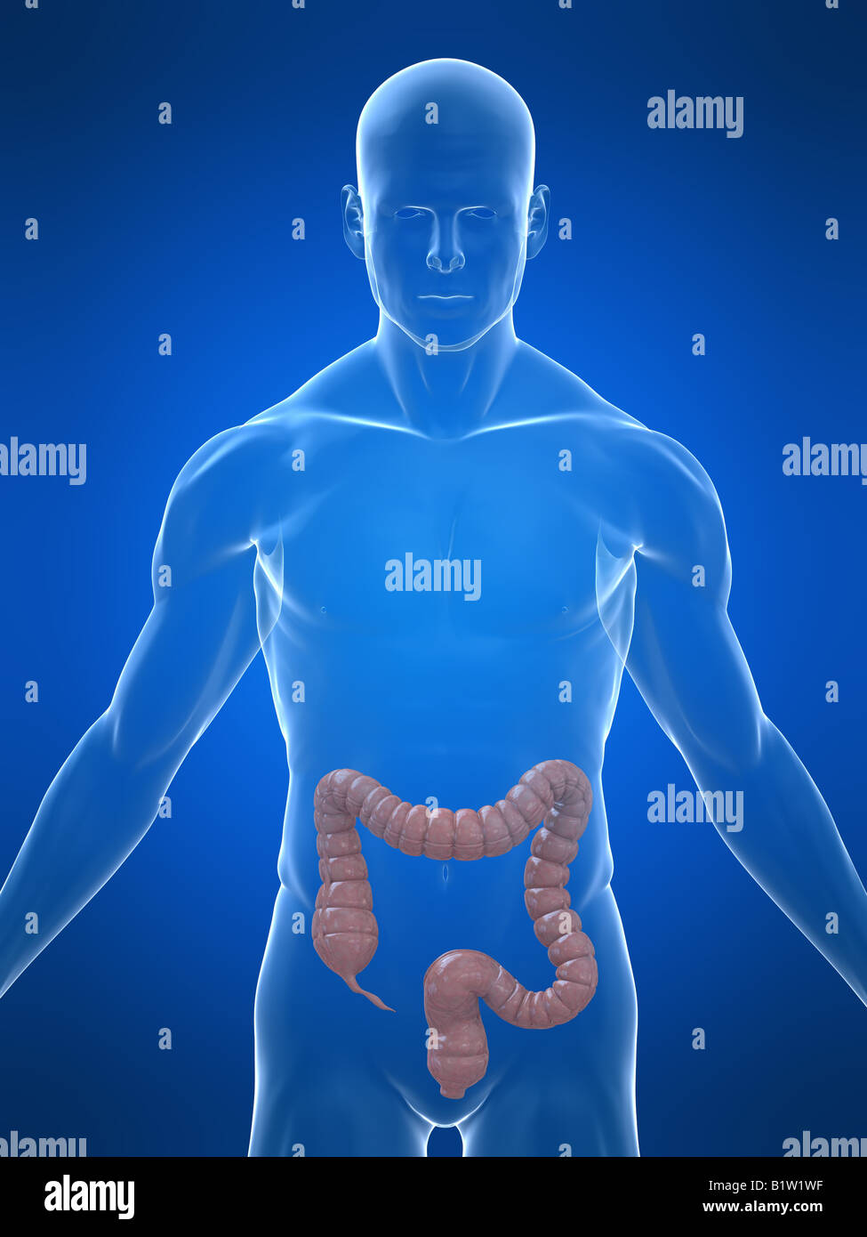 Male colon hi-res stock photography and images - Alamy