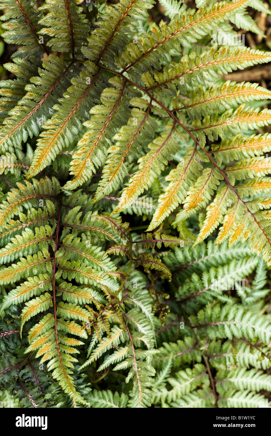 Japanese Painted Fern. Athyrium niponicum var pictum 'Goeringianum ...