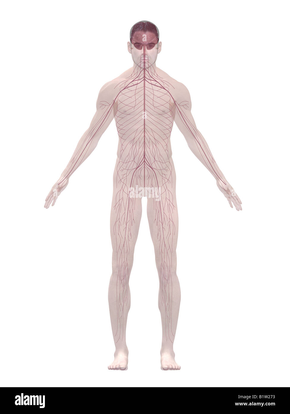 Nervous system Cut Out Stock Images & Pictures - Alamy
