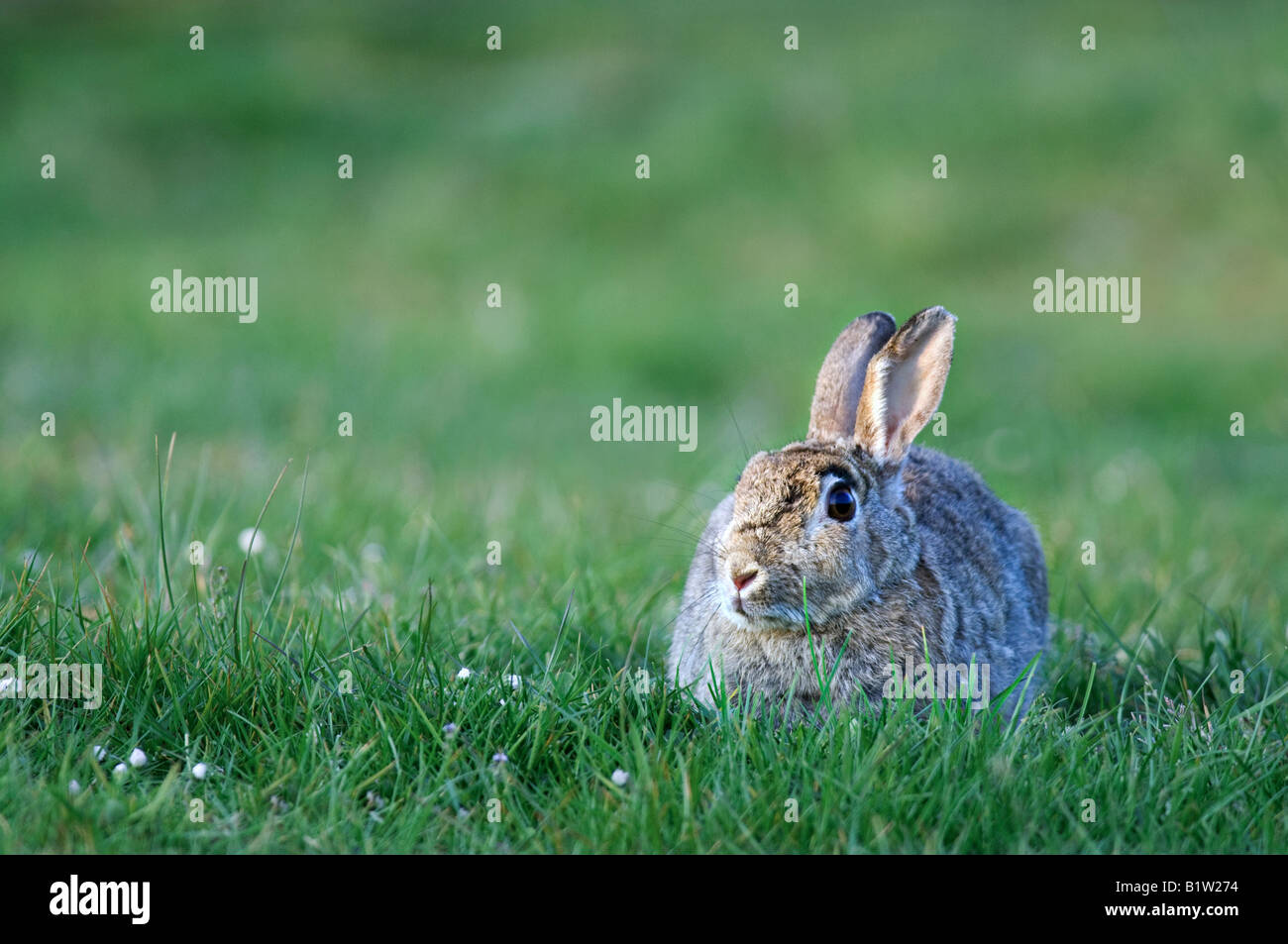 rabbit oryctolagus cuniculus islay scotland Stock Photo - Alamy