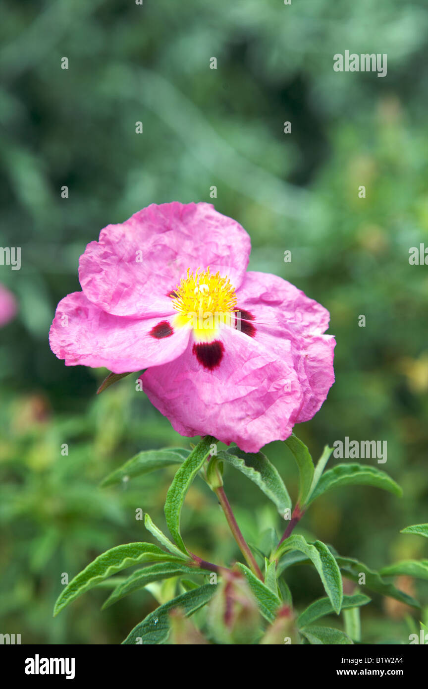 ROCK ROSE SUN ROSE PURPLE PINK FLOWERS WITH YELLOW STAMENS CISTUS ...