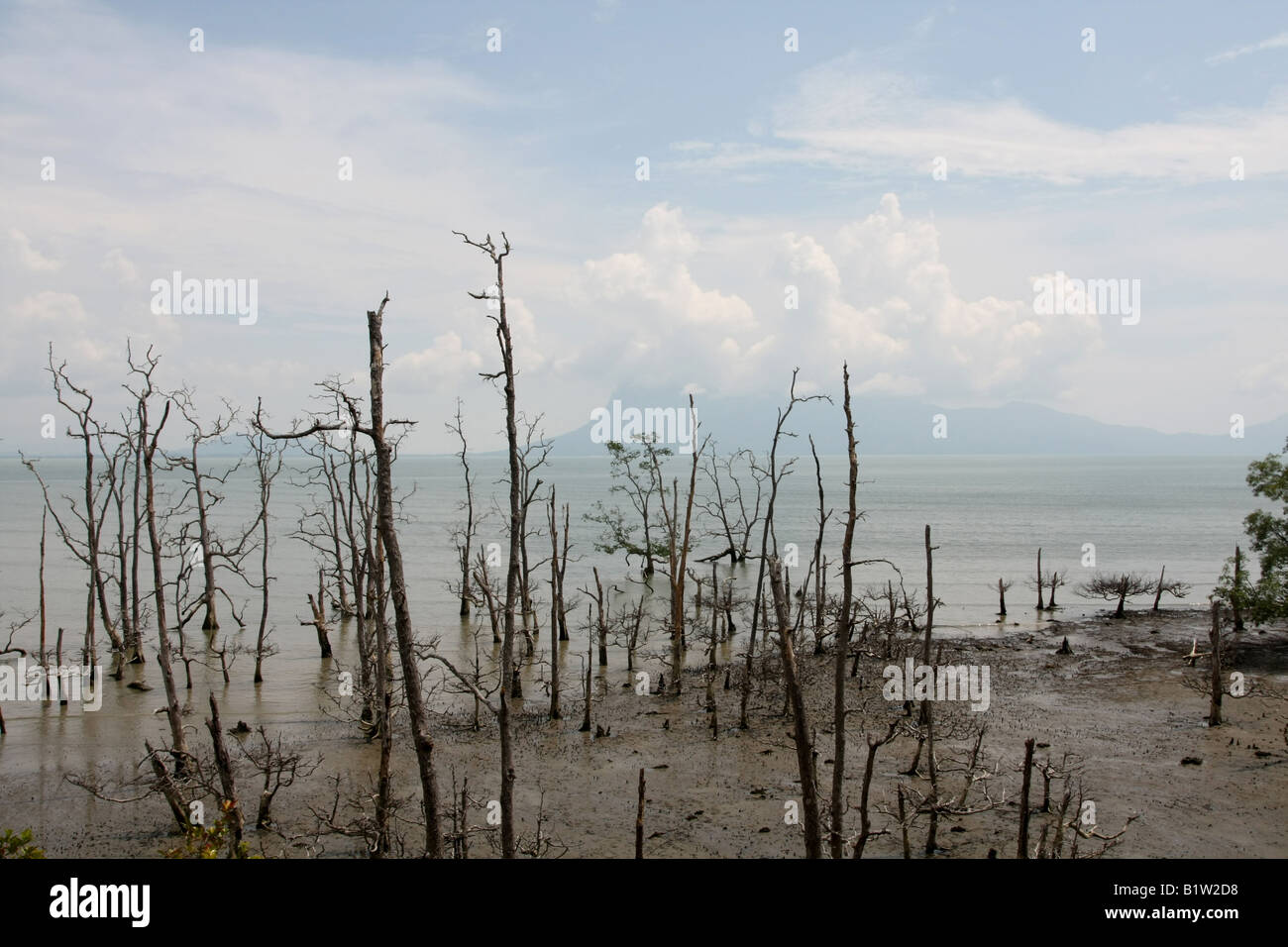 Dead mangroves in sarawak hi-res stock photography and images - Alamy