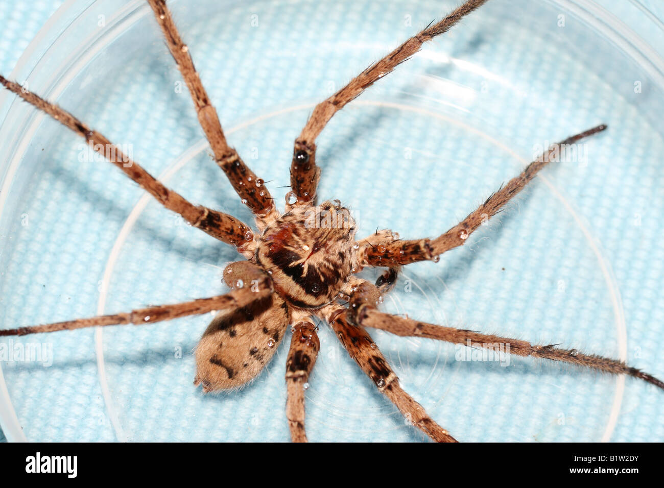 Huge Spider Close Up Stock Photo - Alamy