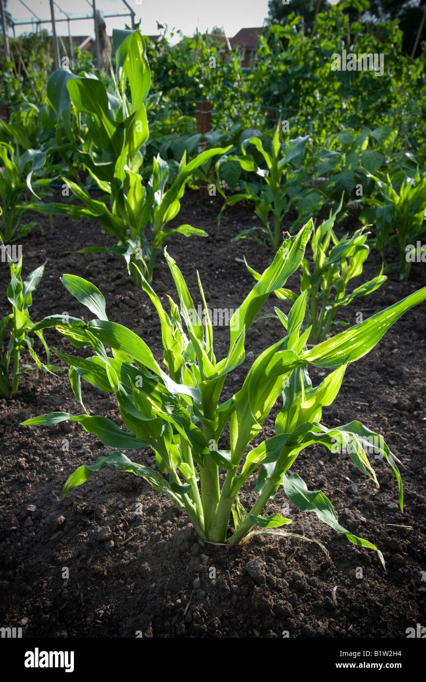 Allotment growing corn cob hi-res stock photography and images - Alamy
