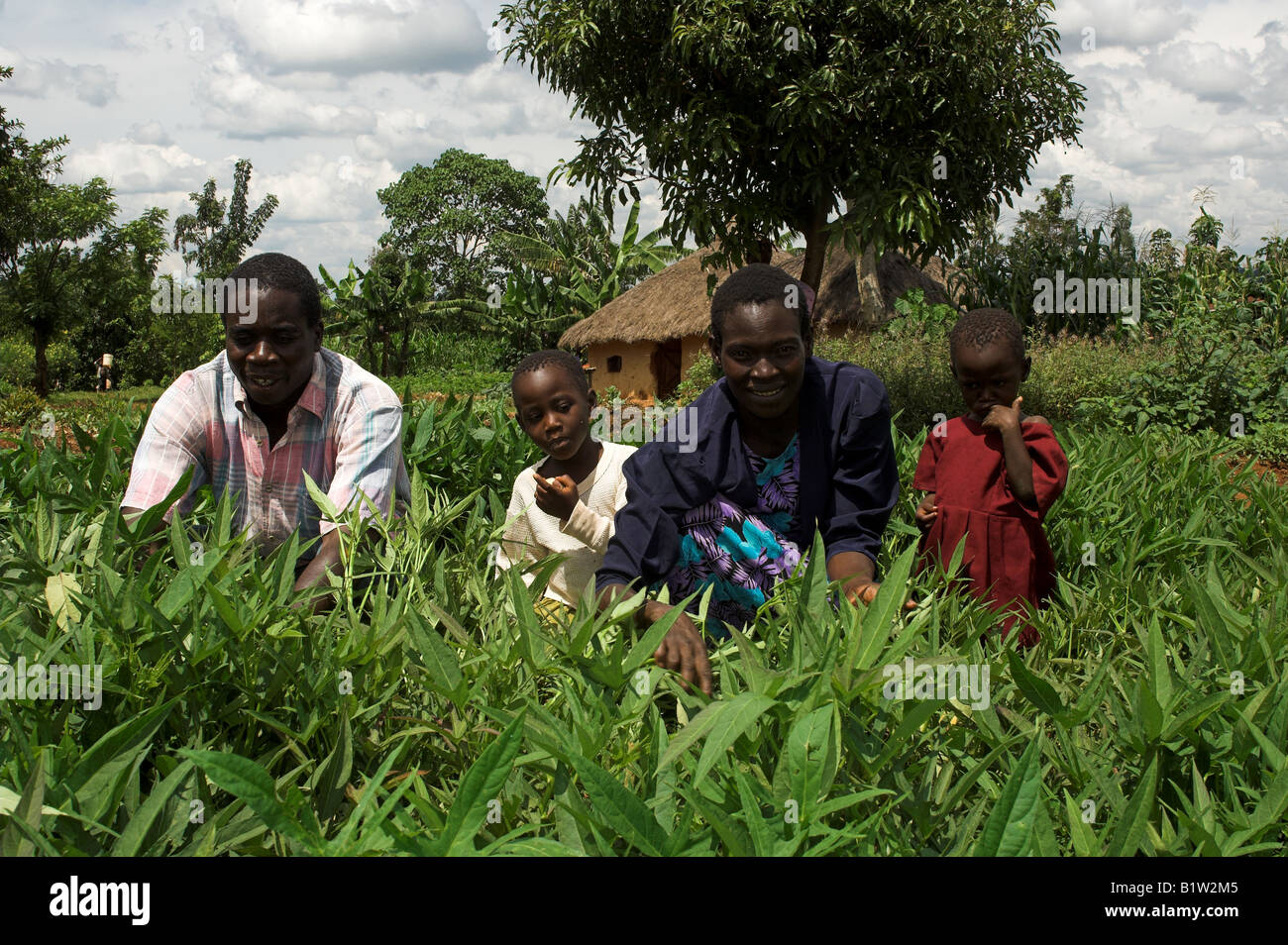 African farm tend hi-res stock photography and images - Alamy