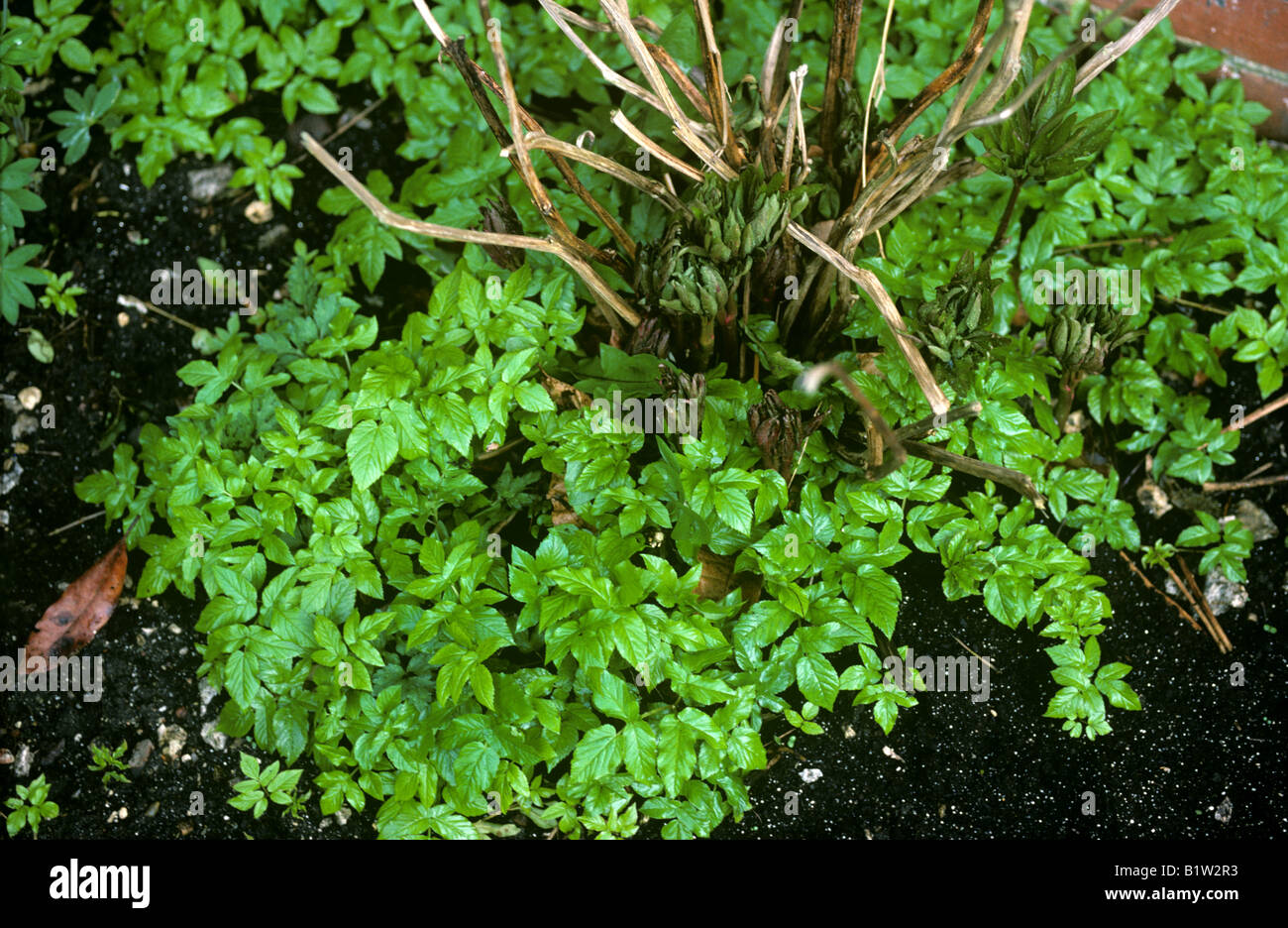 Ground Elder Roots Stock Photos & Ground Elder Roots Stock Images - Alamy