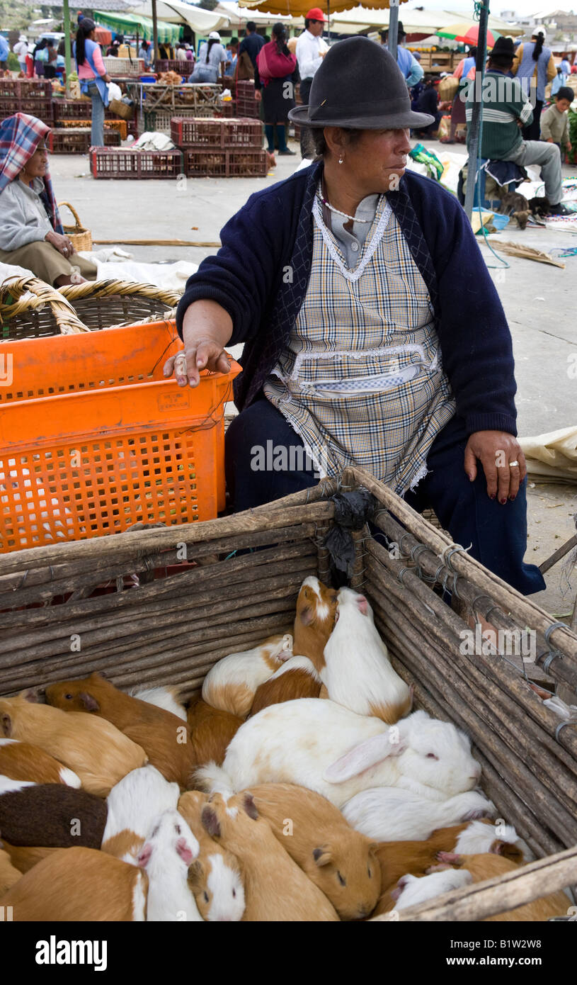 Ecuadorian woman selling rabbits and guinea pigs for food on a market ...