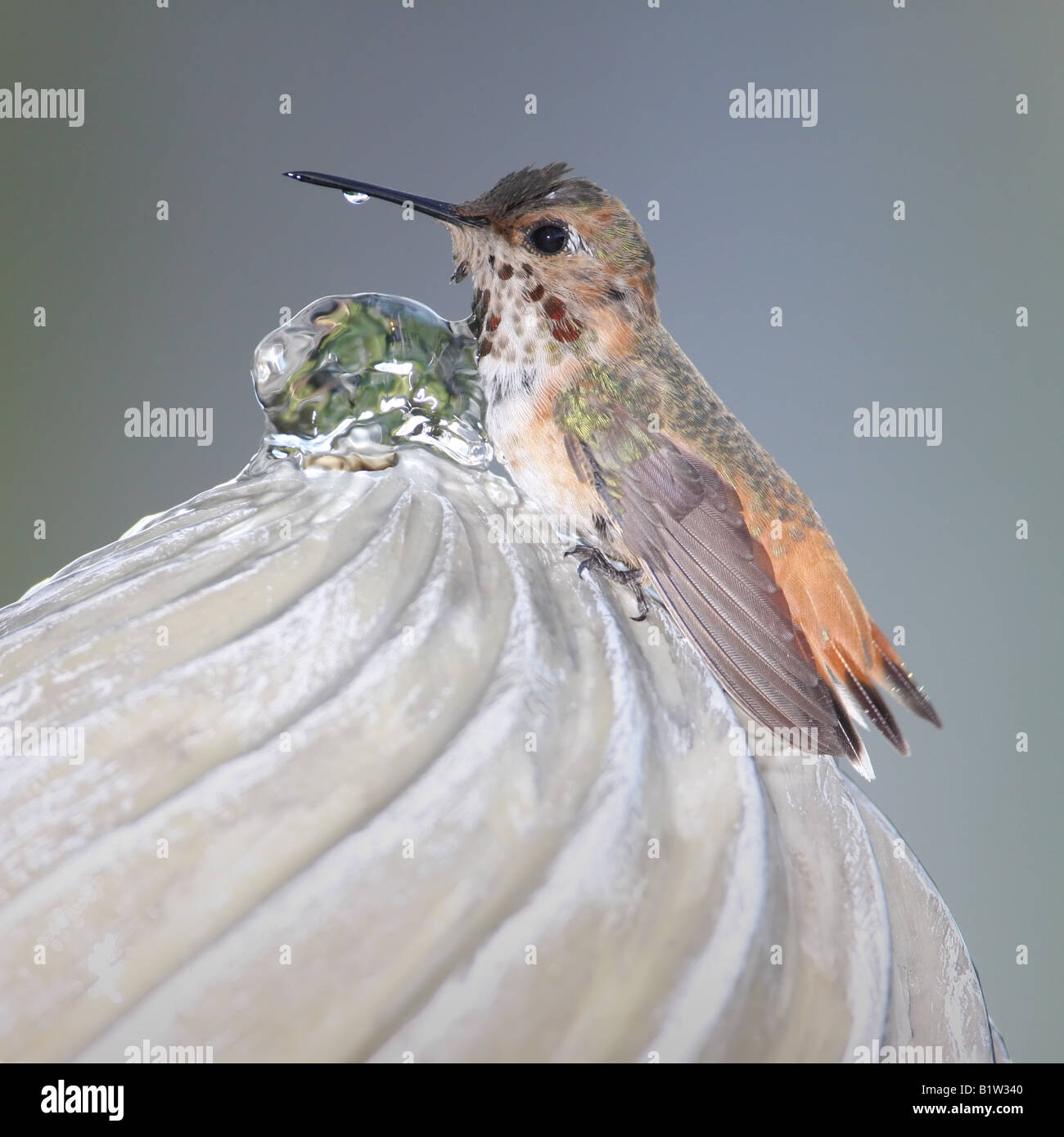Hummingbird bathing in a bubble fountain Stock Photo - Alamy