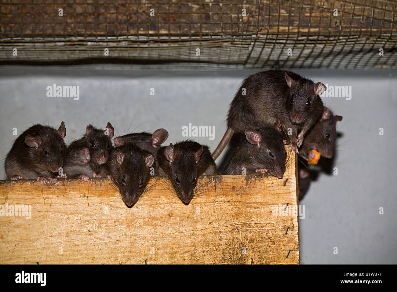 Black rat rattus rattus hi-res stock photography and images - Alamy