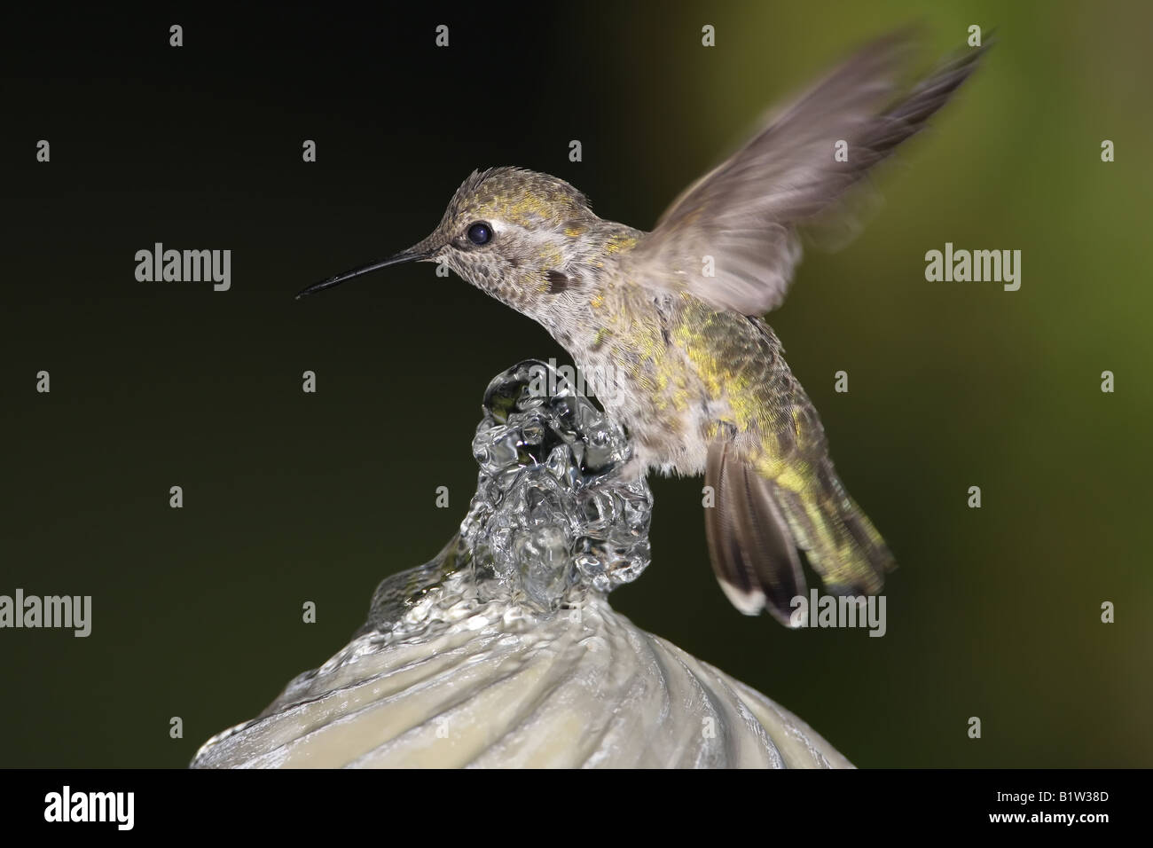 Hummingbird feet hi-res stock photography and images - Alamy