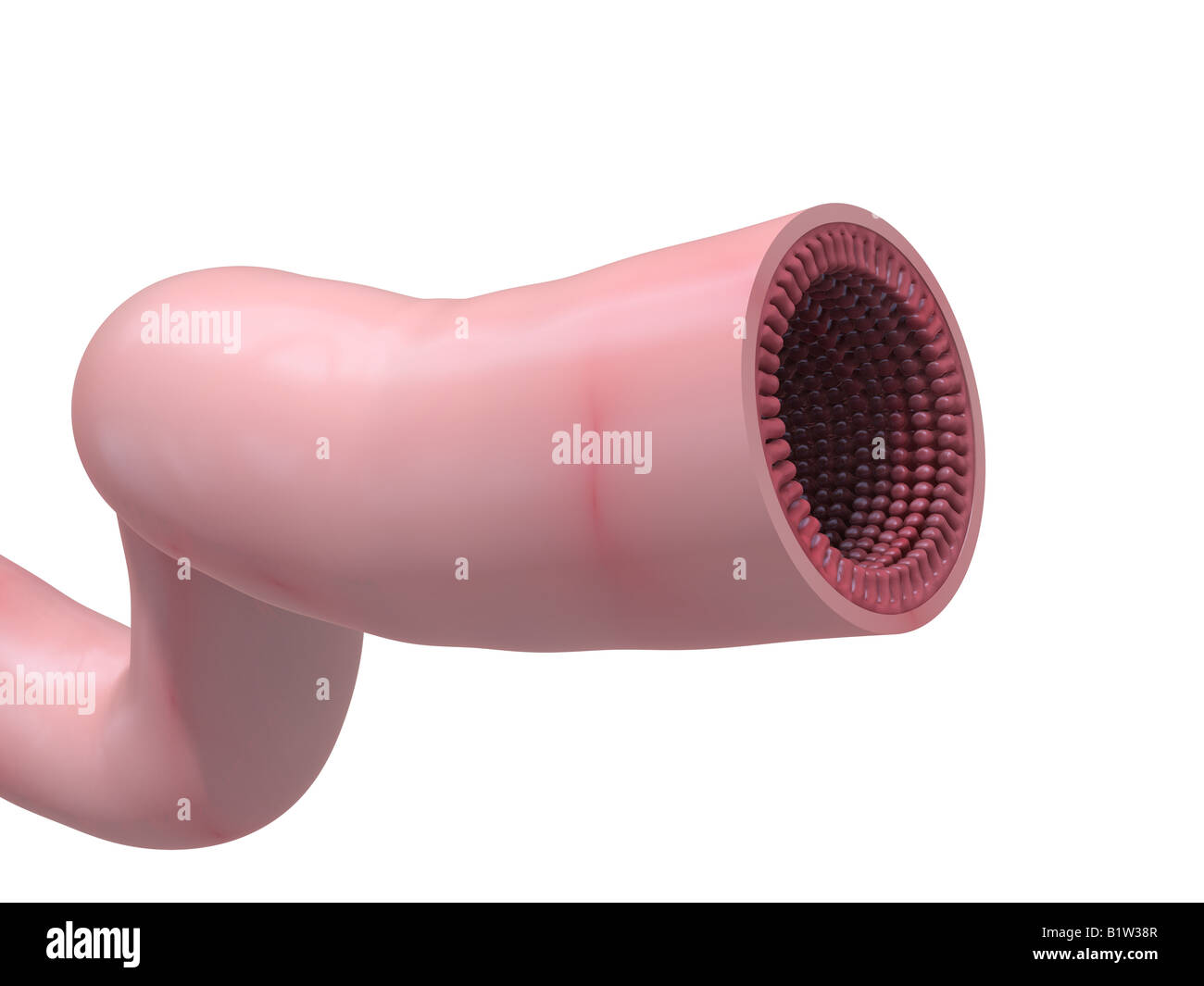 Small body Cut Out Stock Images & Pictures - Alamy