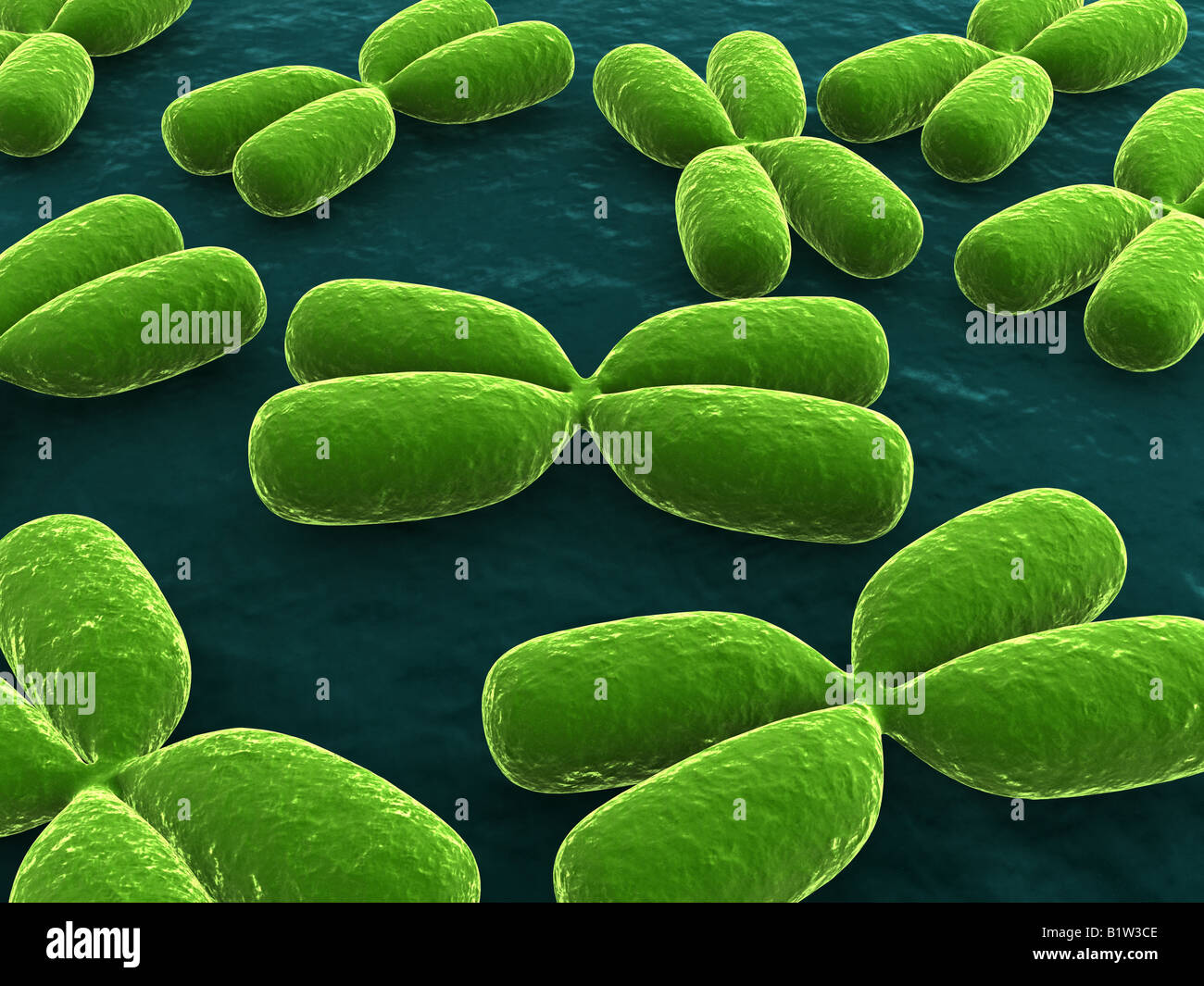 Chromosomes microscope hi-res stock photography and images - Alamy