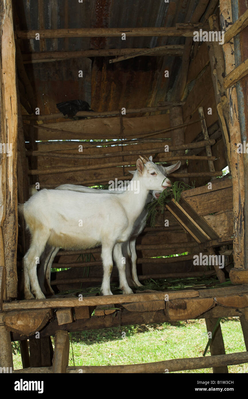 Baby goat in wooden hut on farm in Kenya Africa Stock Photo - Alamy