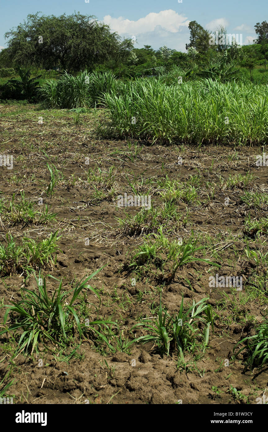 Napier grass hi-res stock photography and images - Alamy