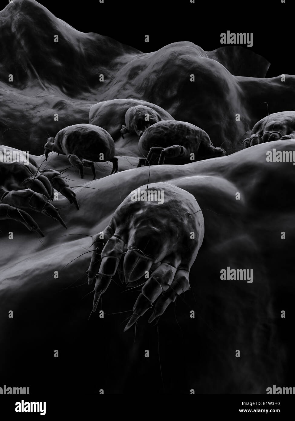 Dust mite microscope hi-res stock photography and images - Alamy