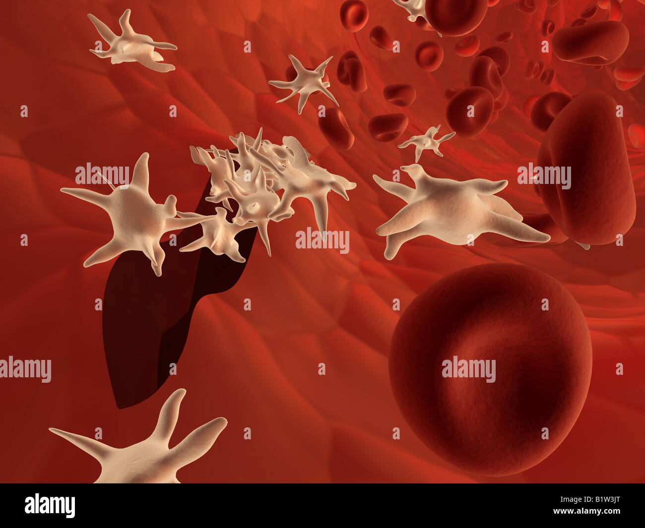 White blood cell human blood cells hi-res stock photography and images ...