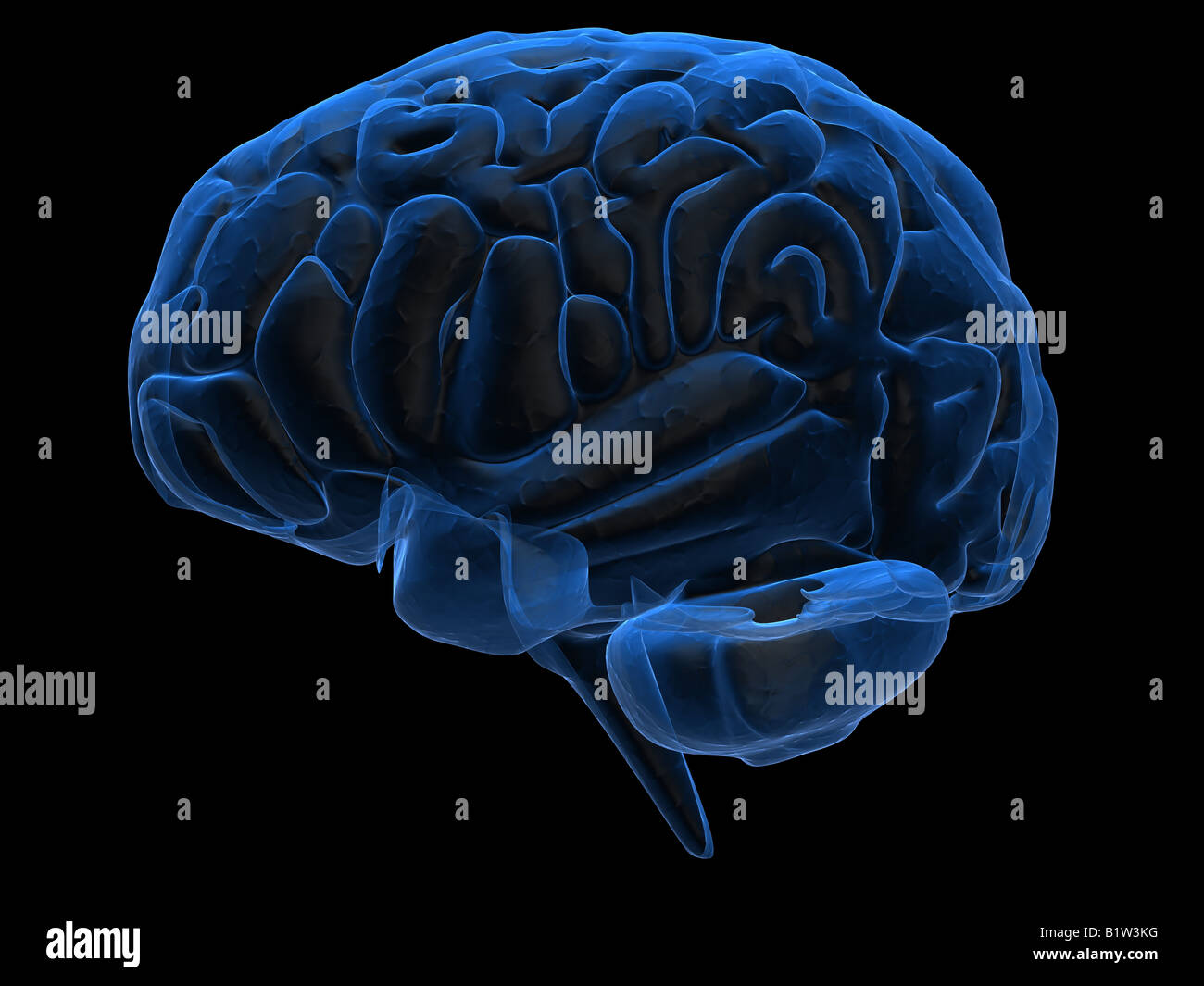 Blue brain hi-res stock photography and images - Alamy