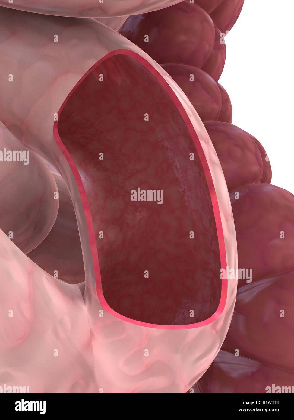 Stomach and small intestine hi-res stock photography and images - Alamy