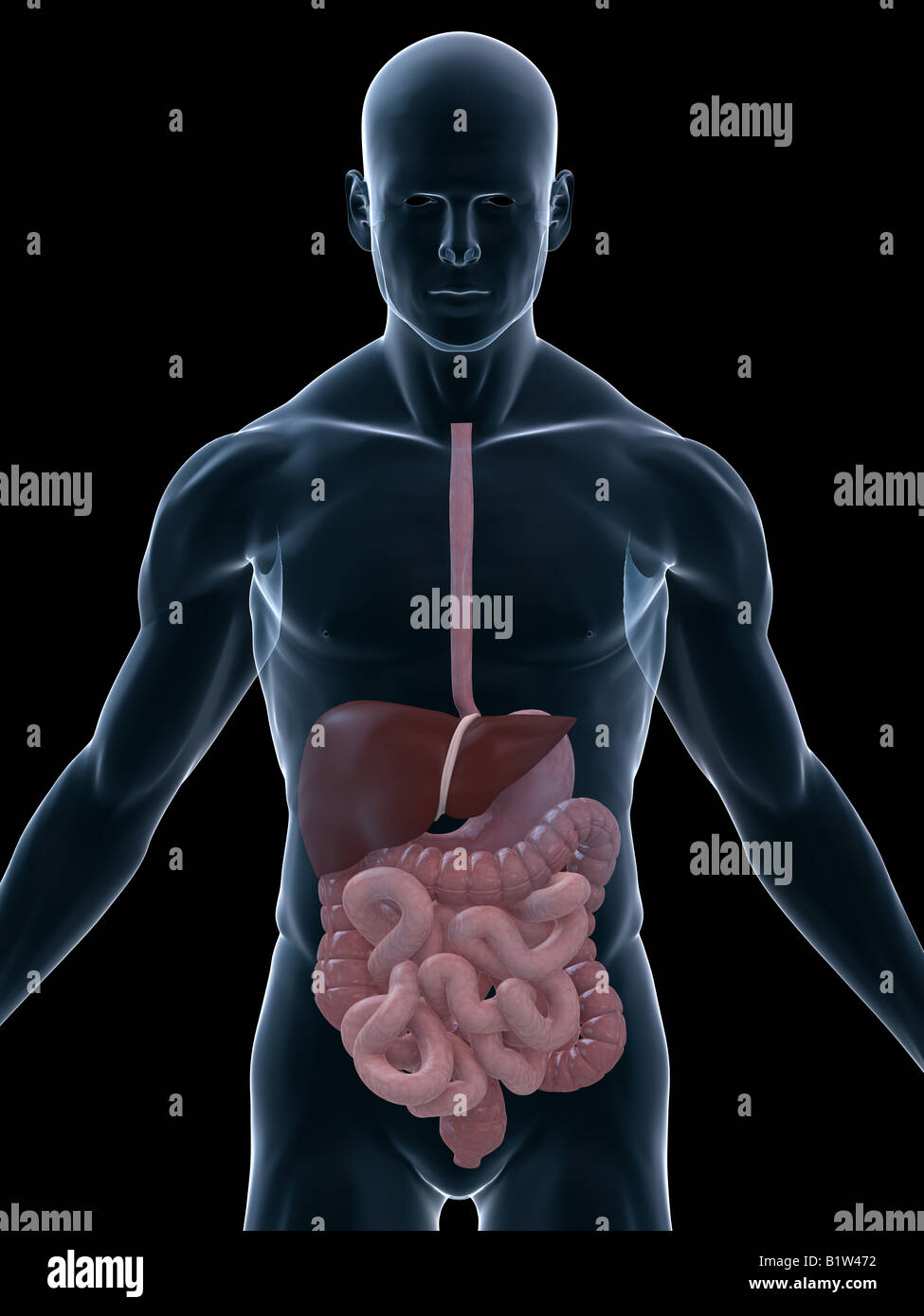 Organs of the digestive system hi-res stock photography and images - Alamy