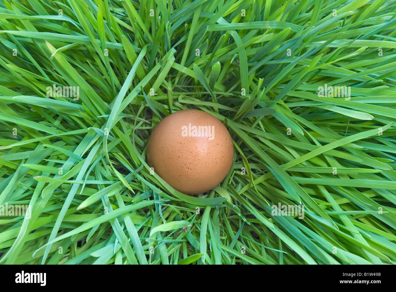 Egg discovery hi-res stock photography and images - Alamy