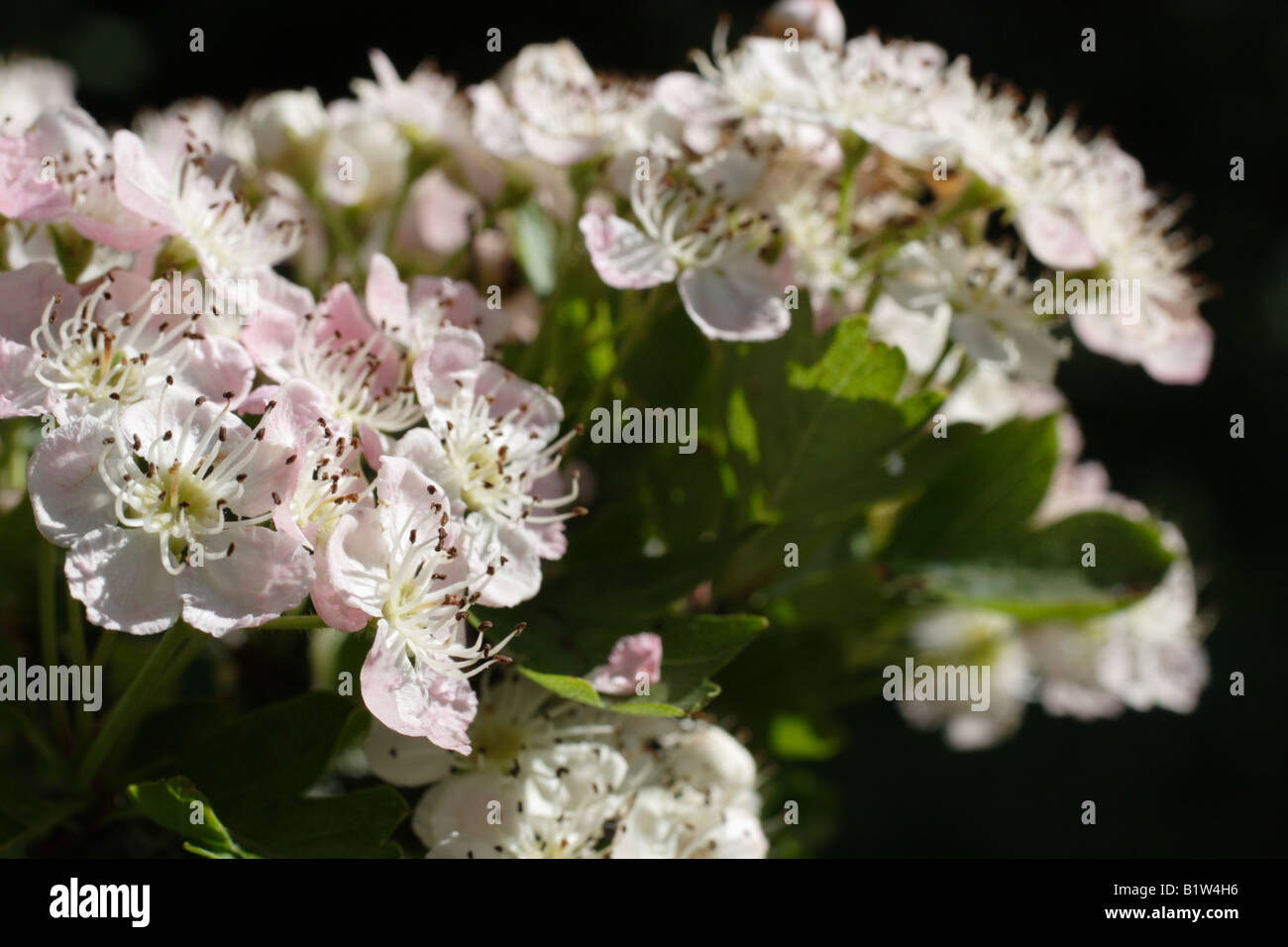 Hawthorn in full bloom Stock Photo - Alamy