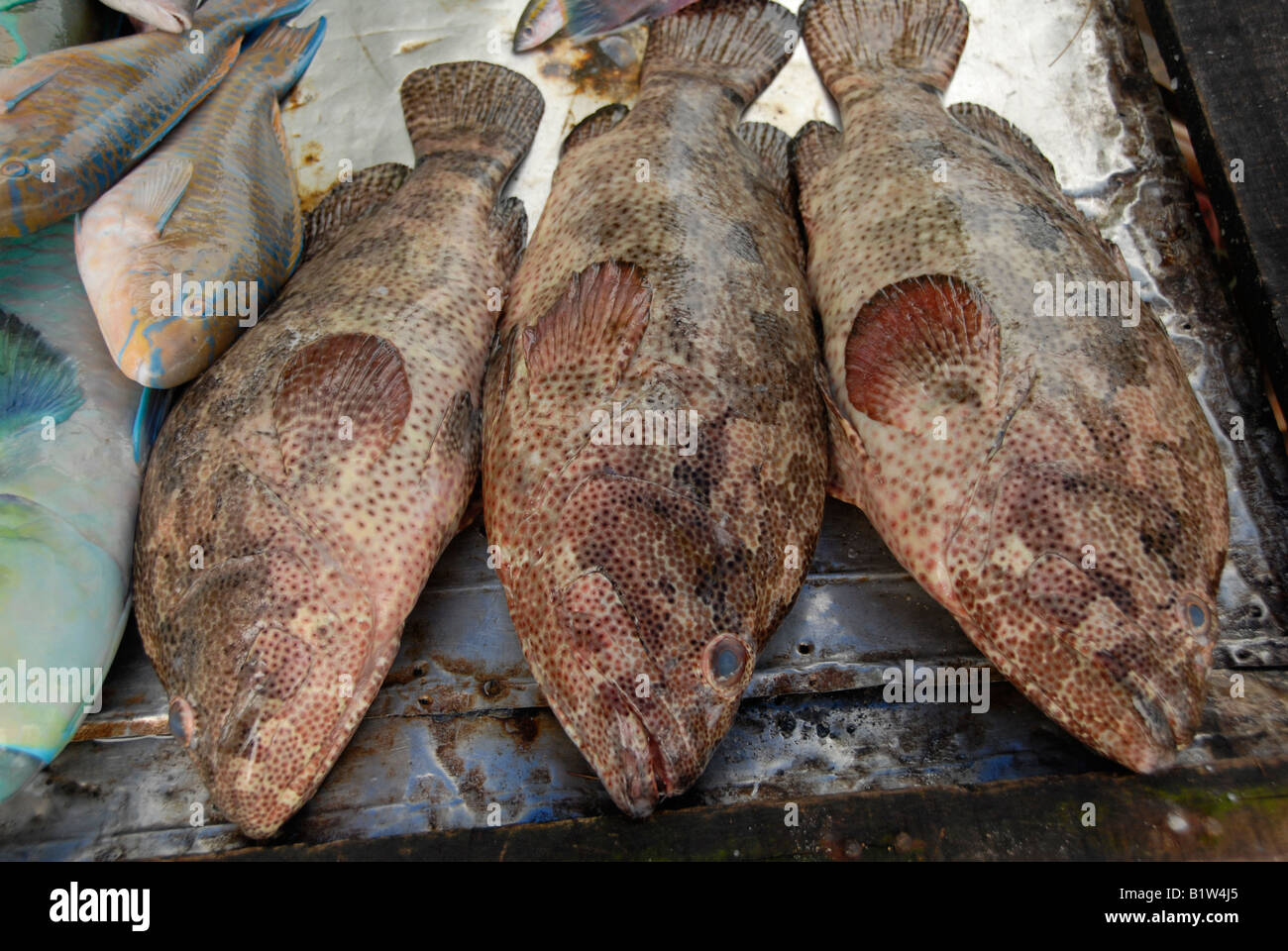 fresh fish at rayong beach market thailand Stock Photo - Alamy