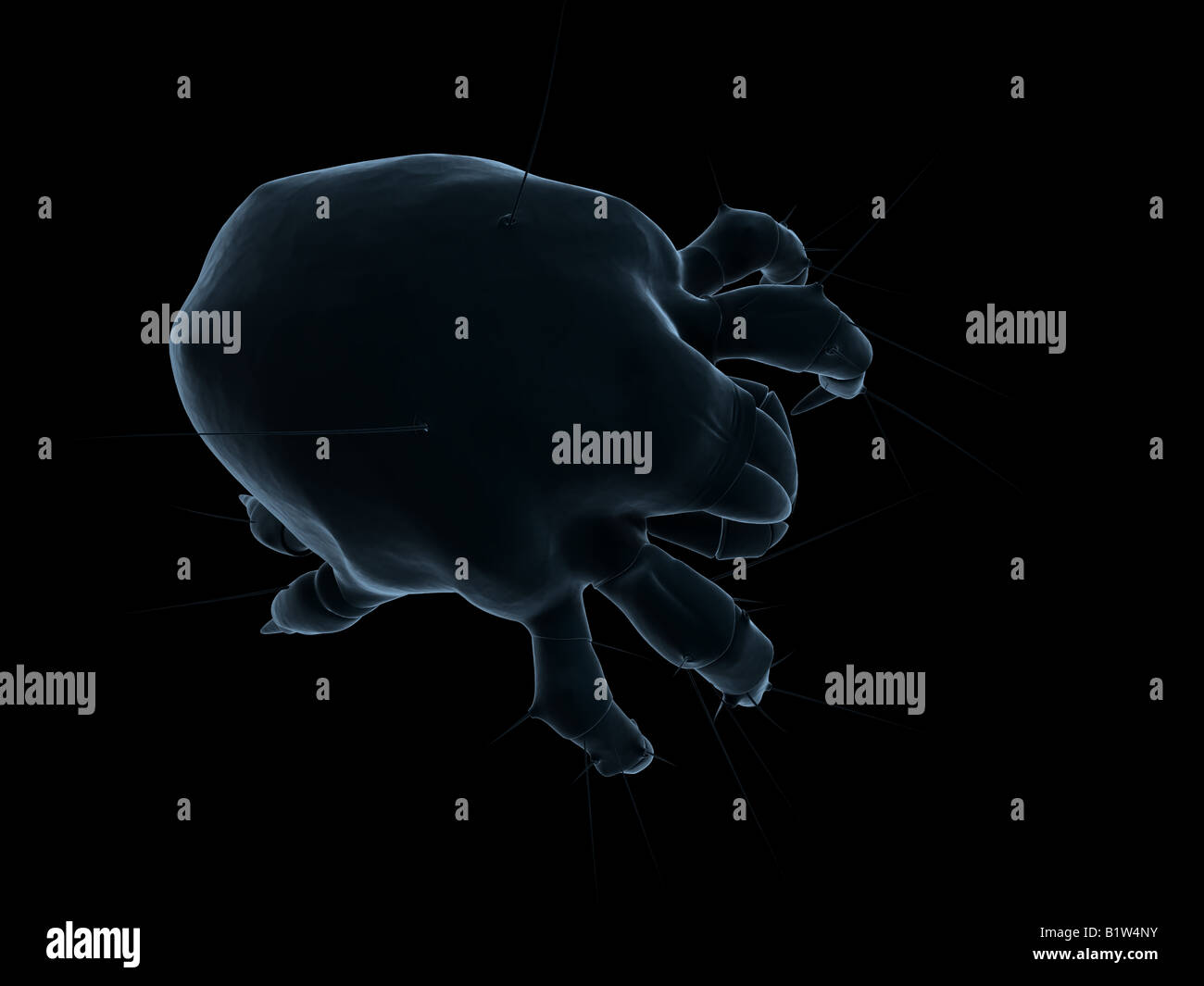 Dust mite allergy hi-res stock photography and images - Alamy