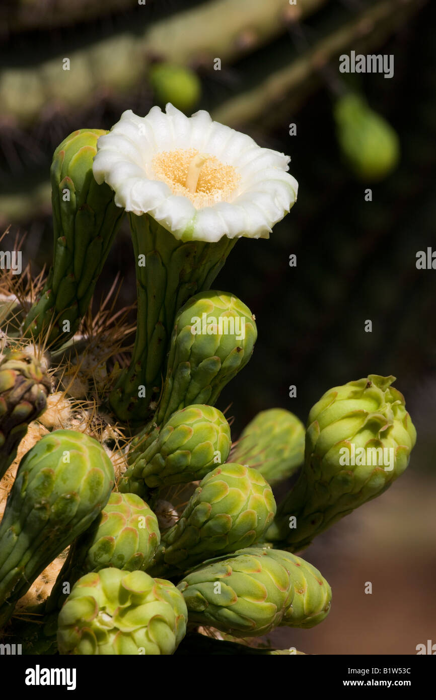 Saguaro cactus flower hi-res stock photography and images - Alamy